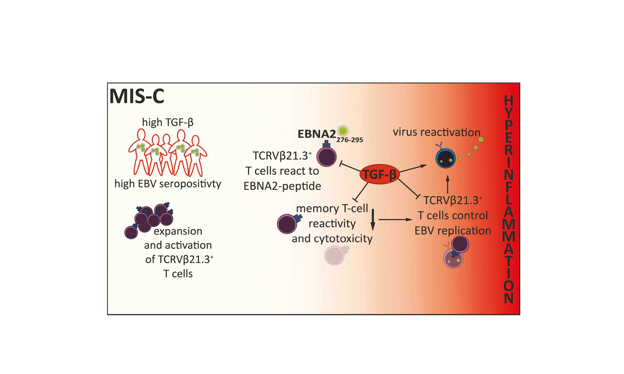 EBV reactivation as a key mechanism of MIS-C after SARS-CoV-2 infection - DRFZ