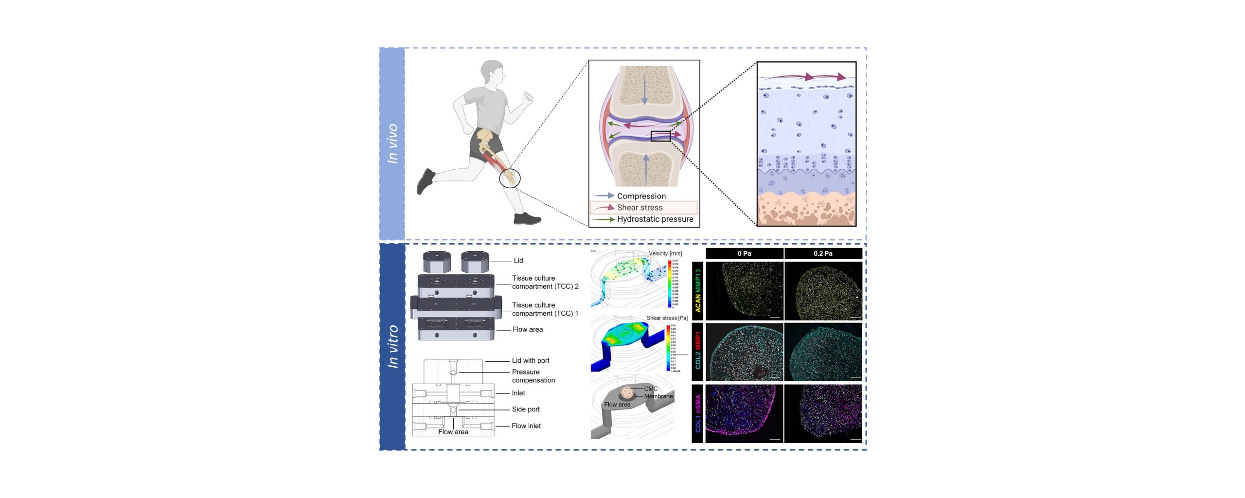 3D model for cartilage degradation - DRFZ