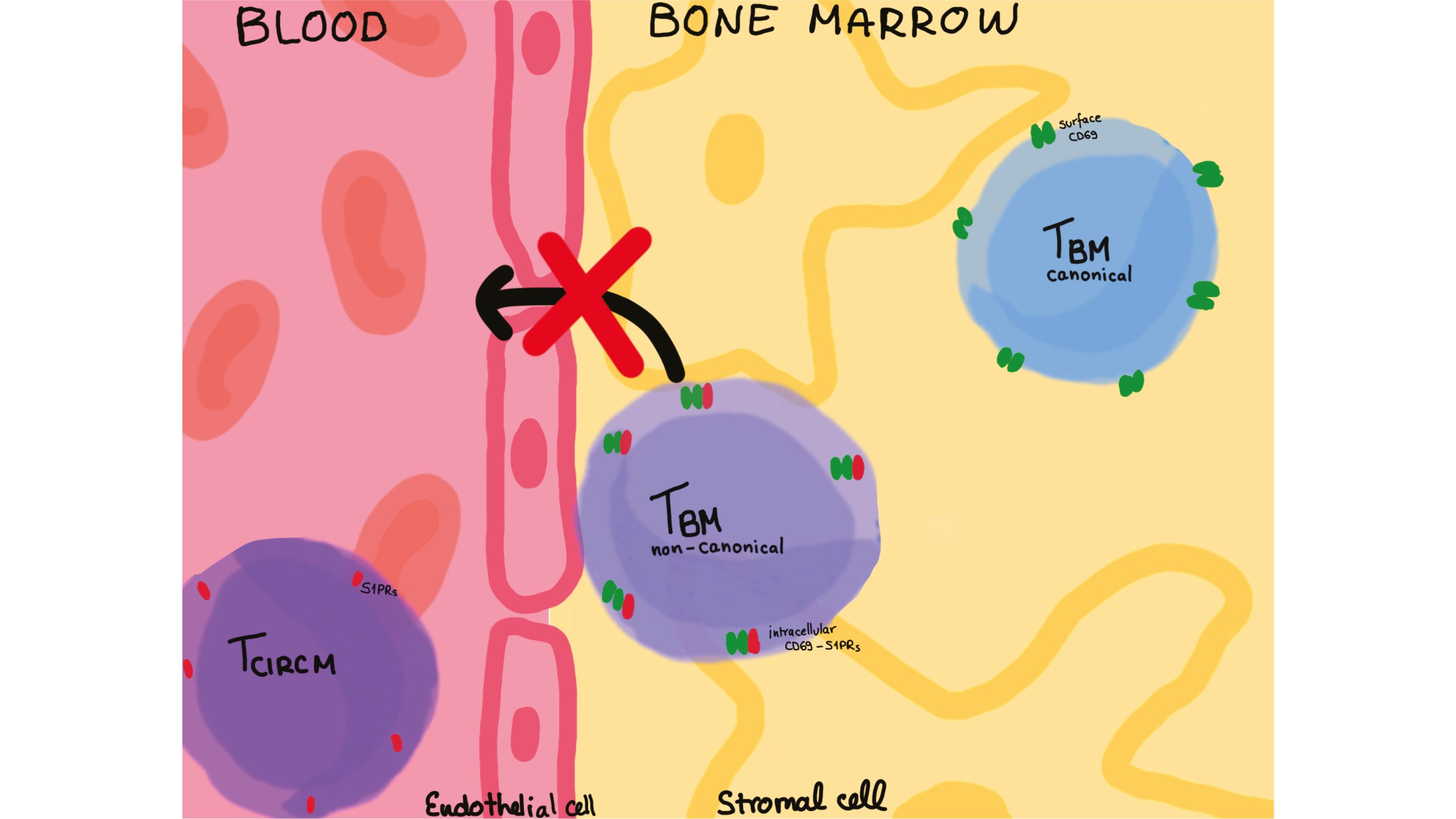 Revisiting Tissue Residency: CD69⁻ Memory T Cells in the Human Bone ...